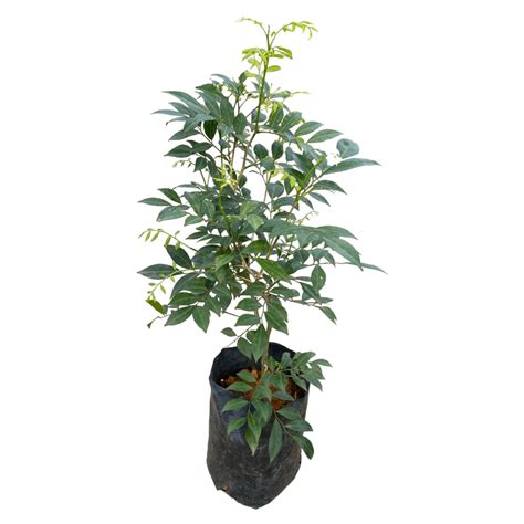 Cnmup 01000 Murraya Paniculata 57 Off