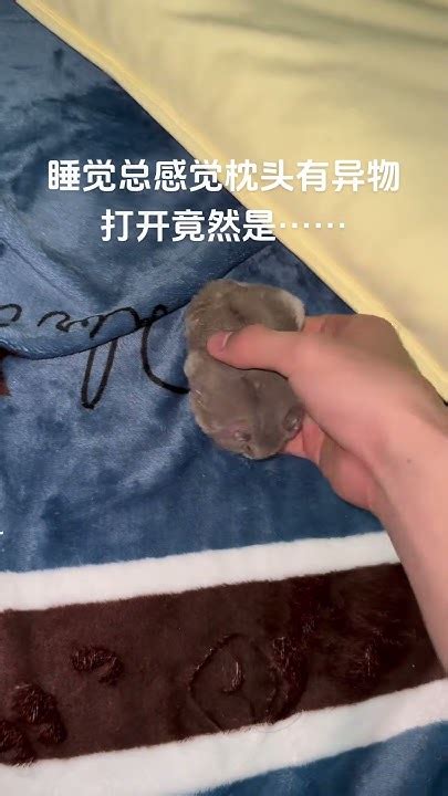 我记得我们家也没有这么扁的鼠鼠啊养鼠日常分享 萌宠出道计划 鼠鼠我呀 养鼠日常 仓鼠 Youtube
