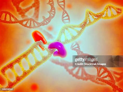 148 Protein Synthesis High Res Illustrations Getty Images