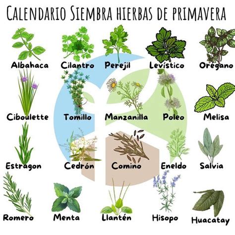 Organiza Tus Hierbas De Primavera Verano
