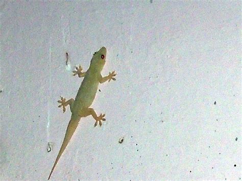 Swapna Shastra Auspicious Inauspicious Effects Of Seeing A Lizard Dream