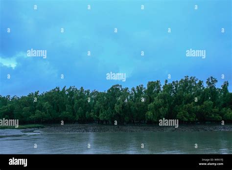 La Pluie Dans Les Sundarbans La Plus Grande Forêt De Mangroves Dans Le