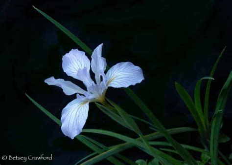 Beautiful Wild Intelligent Loving Iris Deeptime Network