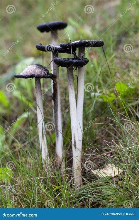 Hongos Silvestres Incomestibles Que Crecen En El Entorno Natural Imagen De Archivo Imagen De