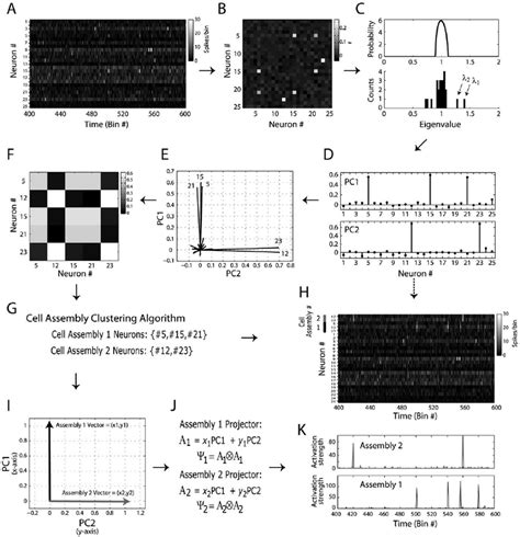Principal Component Based Analysis Identifies Cell Assembly Neurons And