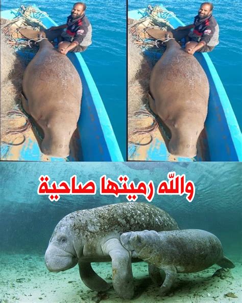 اصطاد سمكة عروس البحر المهددة بالانقراض نهاية مــأســاوية