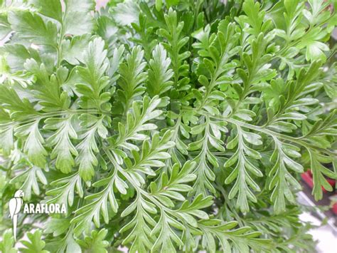 Araflora Exotic Flora And More Asplenium Dimorphum X Difforme X Parvati