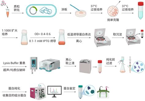 干货分享 蛋白纯化宝典∶ 琼脂糖凝胶珠助你“玩转”标签蛋白与天然蛋白 上 M 知乎