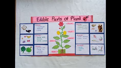 Different Parts Of A Plant