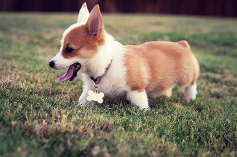 Amazing Things About Pembroke Corgi Corgi Facts