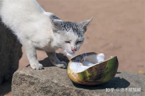 这6种气味猫咪最爱闻，随便一种，都能让它上瘾 知乎