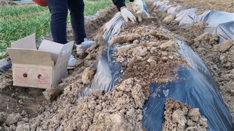 2월27일 홍감자 두백감자 봄감자 파종😁감자심기두백감자홍감자 Youtube