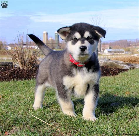 Black Malamute Mix