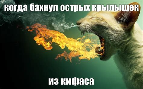 Создать мем кошка огонь фотошоп Cs 5 кот Картинки Meme