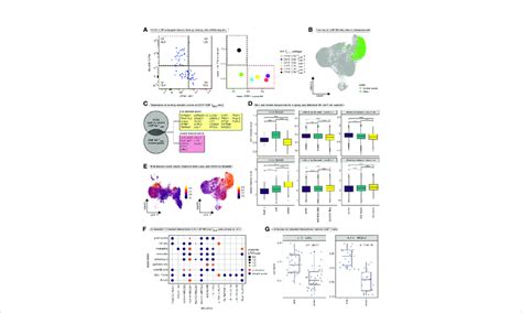 Validation Of Cd16 Cd8 T Emra Cells And Cell Cell Interaction