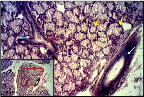 Pas Stained Section Of Sublingual Gland Of The Local Rabbit It Showed