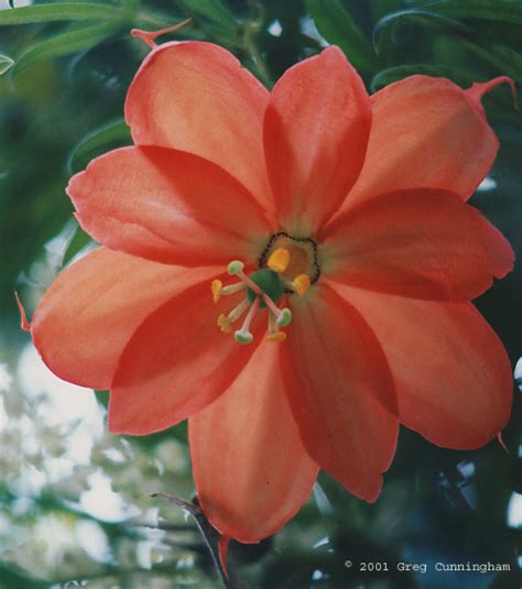 Passiflora Parritae Passiflora Online