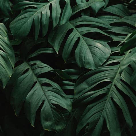 Details 59 Aesthetic Leaves Wallpaper Super Hot In Cdgdbentre