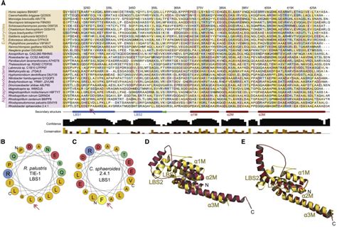 Intracytoplasmic Membrane Development In Alphaproteobacteria Involves