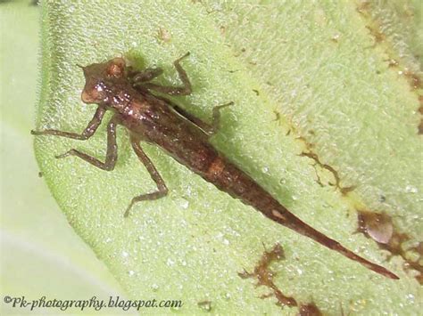Damselfly Nymphs Nature Cultural And Travel Photography Blog