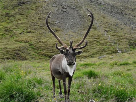 The Curious History Of Reindeer In Iceland The Cairngorm Reindeer Herd