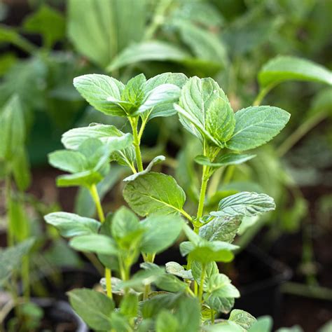 Juodoji Mėta Boružė