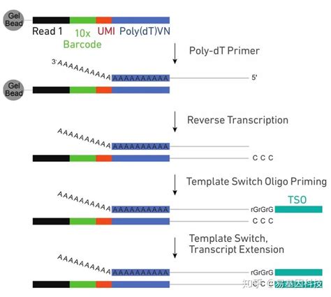 技术贴｜单细胞转录组：smart Seq 2还是10x Genomics Chromium 知乎