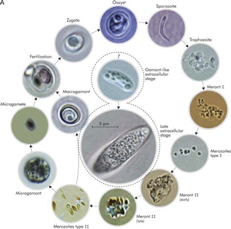 Parasites Cryptosporidium Laurine Moreau Illustratrice And Graphiste