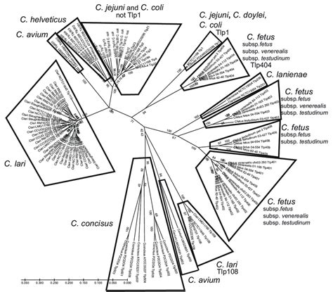 Upgma Dendrogram Of Campylobacter Tlps For The Cj Cc Group Only One
