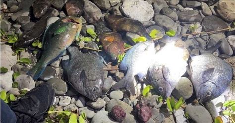 最貴水產！闖富山保育區盜捕32隻龍蝦被警活捉 2莽男恐被罰15萬 社會 Ctwant