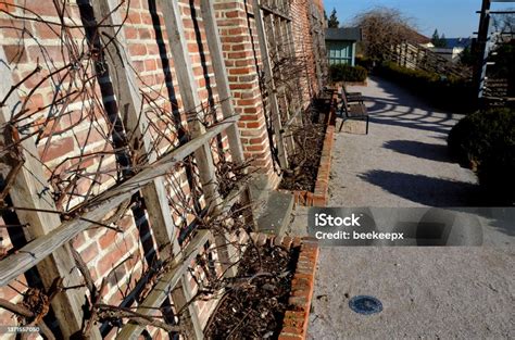 나무 와인 격자 테라스에서 배수물을 배출하기위한 오목 한 조명과 배수 파이프벽돌 빨간 벽 포도밭의 햇볕이 잘 드는 허브 가든에 있는 목조 정원 집 0명에 대한 스톡 사진 및