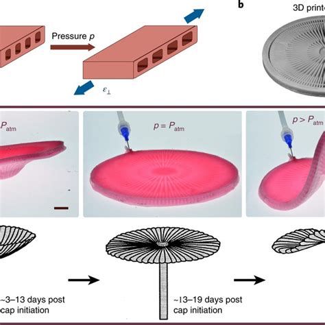 Bio Inspired Pneumatic Shape Morphing Elastomers Request Pdf