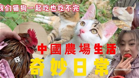中國農場生活寧靜田園中的奇妙日常中國農村田園生活農場日常養雞農場動物返鄉生活 YouTube