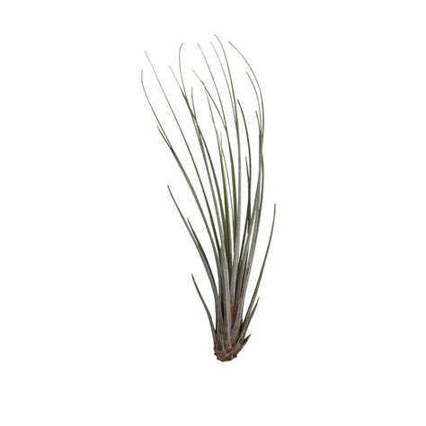 Tillandsia Juncea Insektenliebe