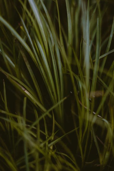 Weeding Background Photos Download The Best Free Weeding Background