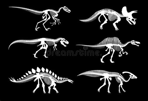 Dinosaur Fossil Skeletons And Jurassic Dino Bones Stock Vector