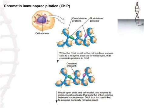 Chromatin Remodeling
