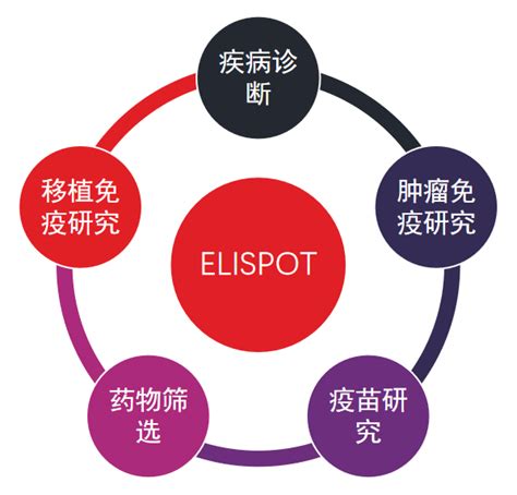酶联免疫斑点技术服务Elispot 乐备实 LabEx 官网