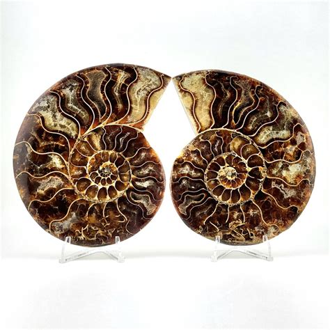 5 8 Cleoniceras Ammonite Authentic Fossil Etsy