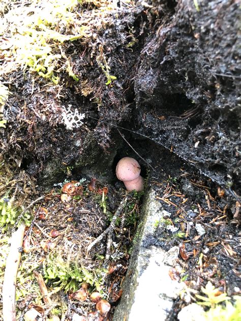 Any Idea What This Semi Pornographic Mushroom Is Called R ShroomID