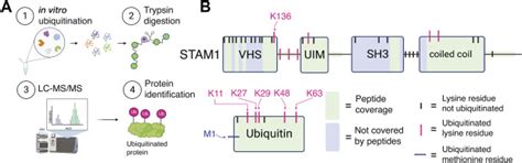 β arrestin1 is an e3 ubiquitin ligase adaptor for substrate linear