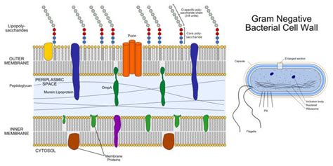 Bacterial Outer Membrane Alchetron The Free Social Encyclopedia