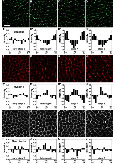 Figure 1 From Multicellular Rosette Formation Links Planar Cell Polarity To Tissue Morphogenesis