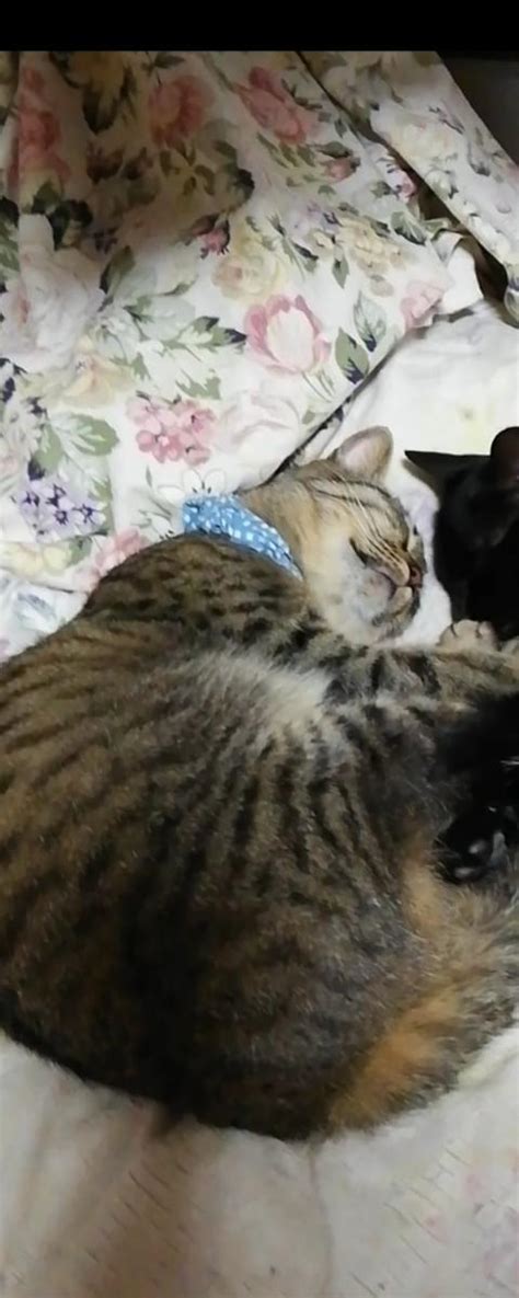 水色の首輪のキジトラ探してます