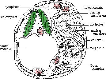 Cell Bio Chapter Notes Cell Bio Chapter Notes Cell Bio Chem Terms Cell Bio