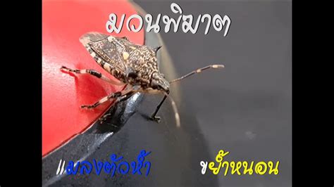 มวนพิฆาต ศูนย์ส่งเสริมเทคโนโลยีการเกษตรด้านอารักขาพืชจังหวัดพิษณุโลก ศทอพิษณุโลก Youtube