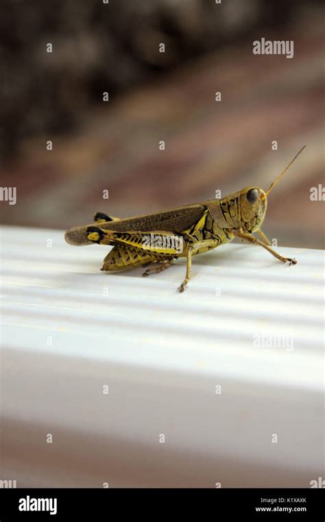 Grasshopper Internal Anatomy