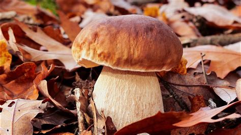 Die Fünf Schmackhaftesten Pilze Im Wald Und Auf Der Wiesesteinpilz