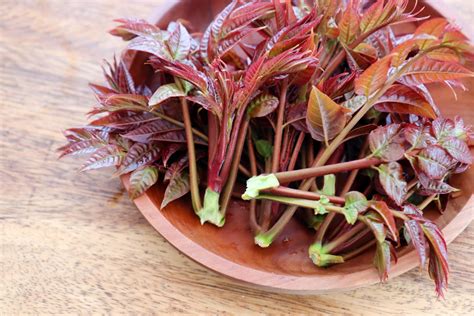 가죽나물 요리 가죽나물 부침개