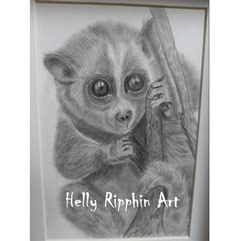 61 Pygmy Slow Loris 3dec22 By Hellyripphin On Deviantart